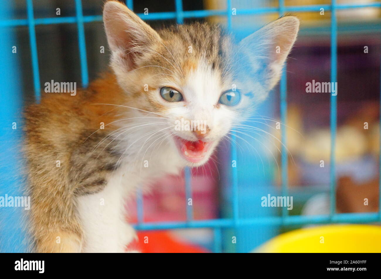 Cat facial expression is rich, lovely interest is lovely Stock Photo ...