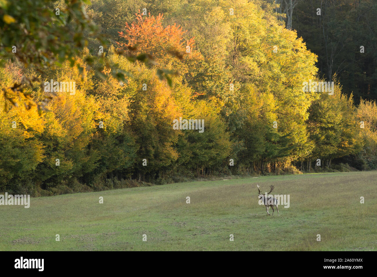 Fallow area hi-res stock photography and images - Alamy