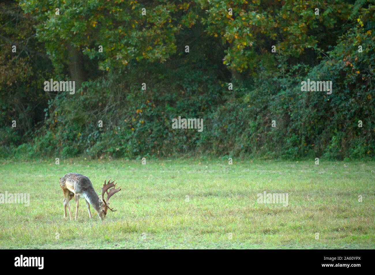 Fallow area hi-res stock photography and images - Alamy