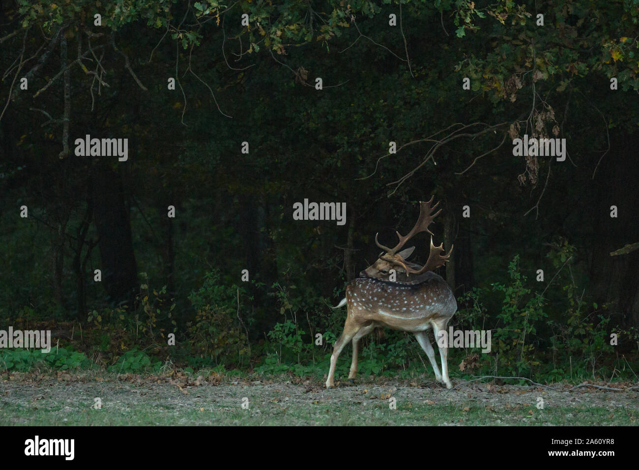 Fallow area hi-res stock photography and images - Alamy