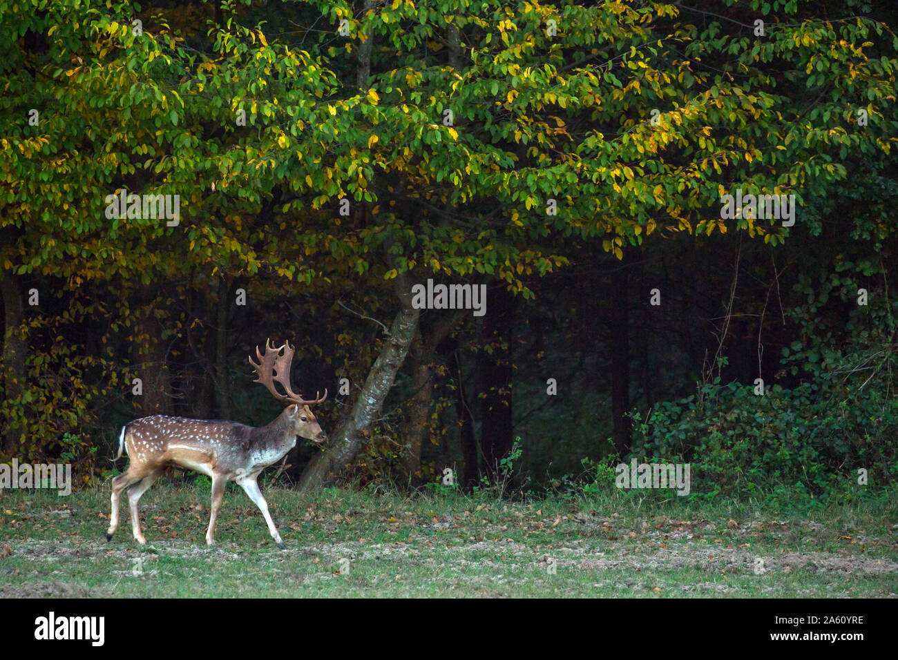 fallow deer stag Stock Photo - Alamy