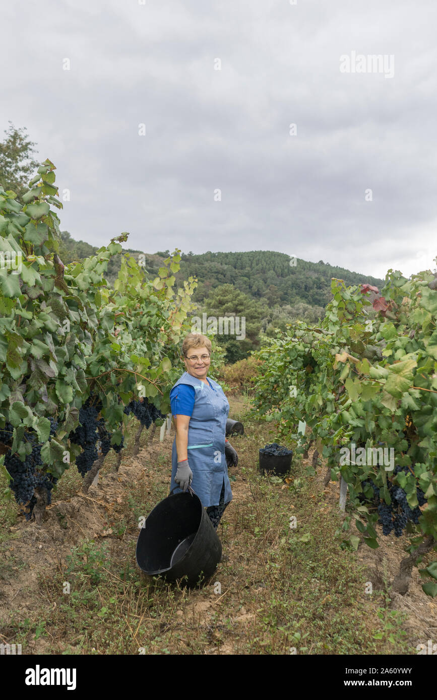 Woman picking grapes hi-res stock photography and images - Alamy