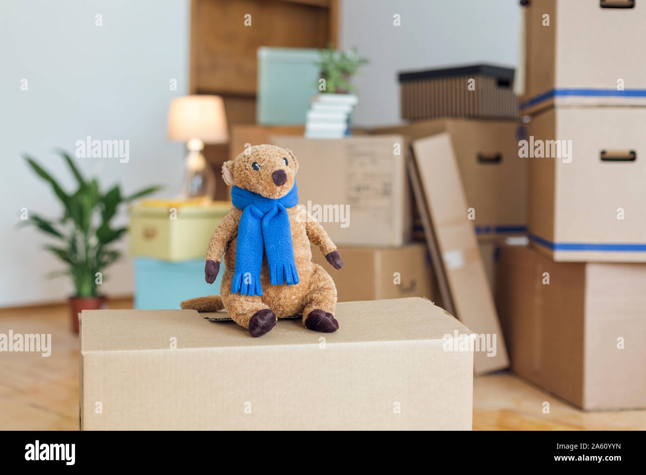 Cuddly toy on cardboard box in an empty room in a new home Stock Photo ...