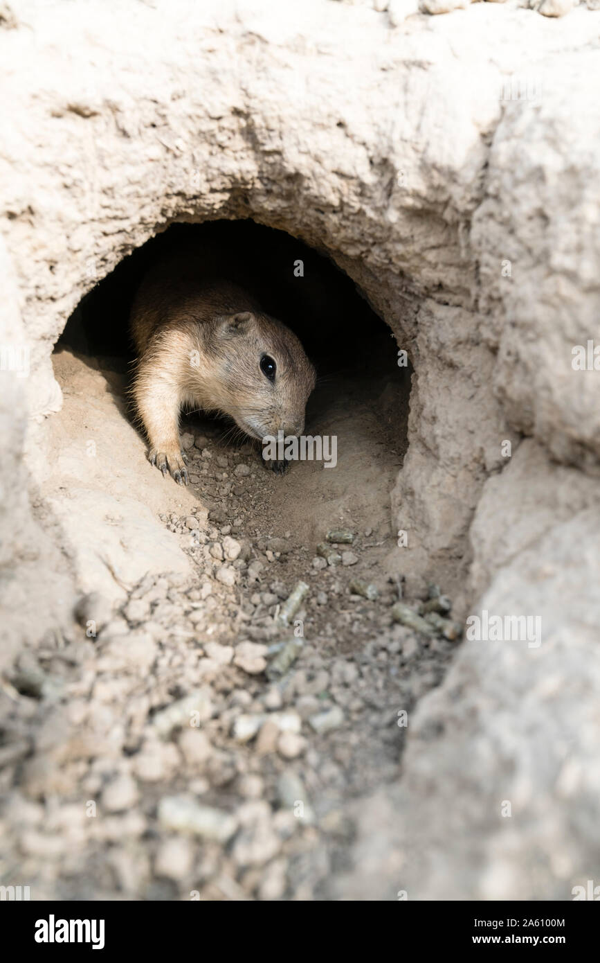 Dog den hi-res stock photography and images - Alamy