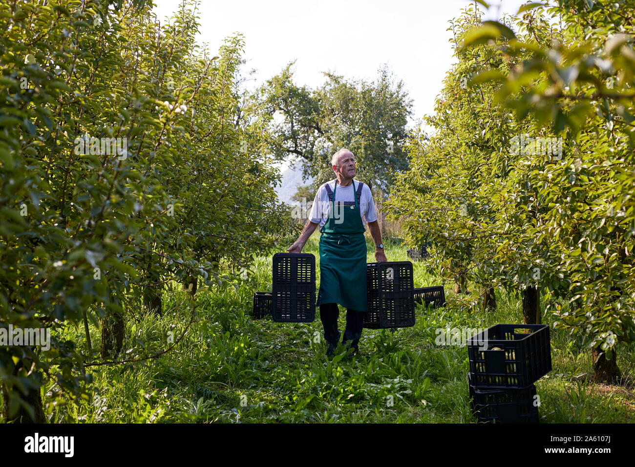 Organic farmer harvesting williams pears, carrying boxes Stock Photo ...