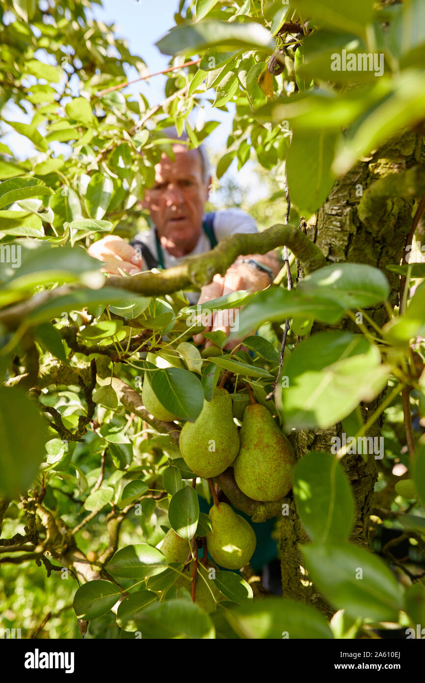 Organic farmer harvesting williams pears Stock Photo - Alamy