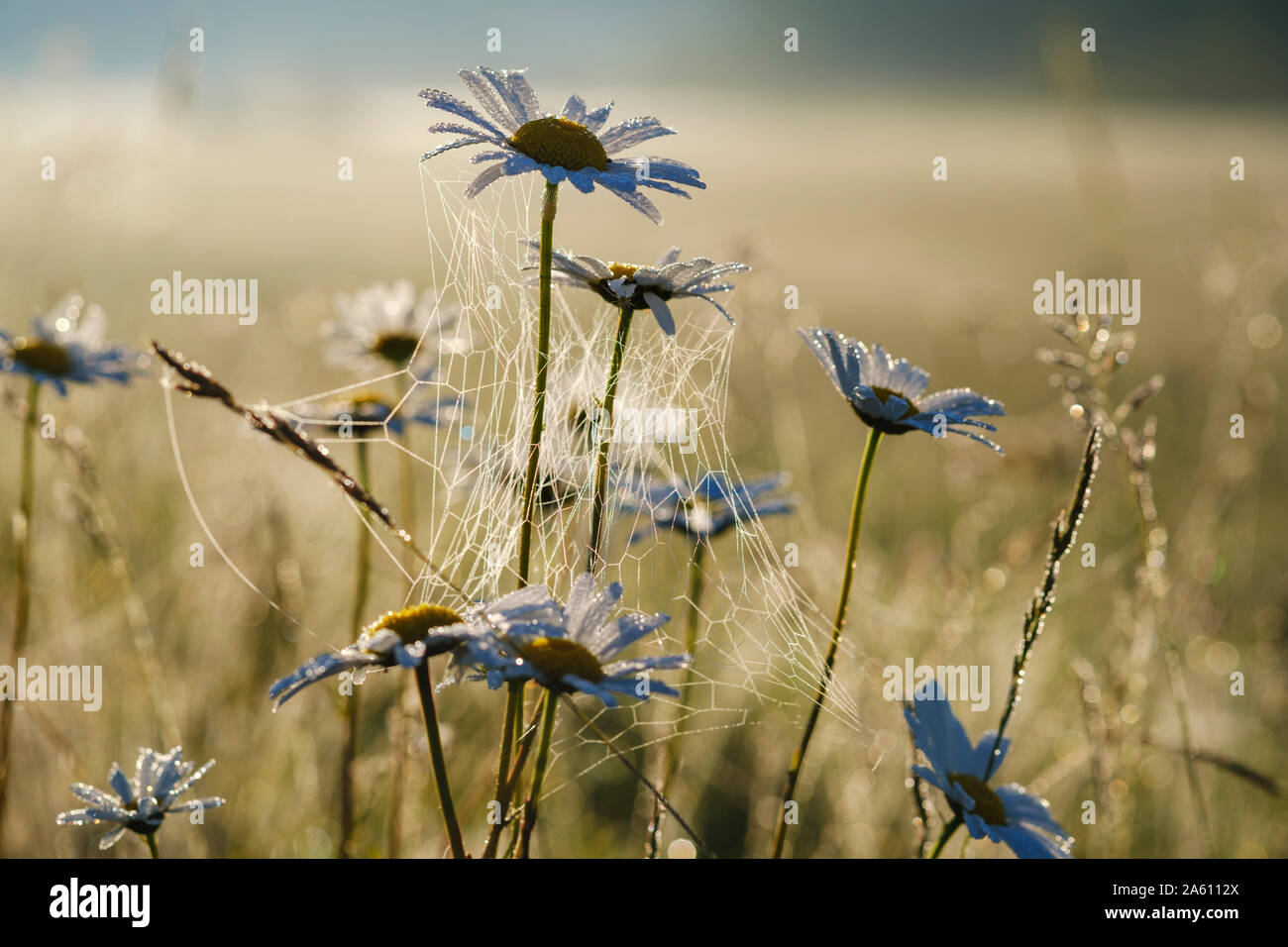 Focus on spider hi-res stock photography and images - Alamy