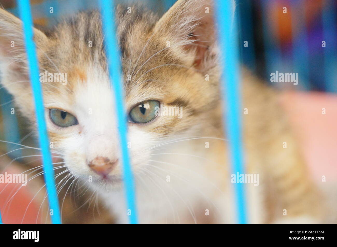 Cat facial expression is rich, lovely interest is lovely Stock Photo ...