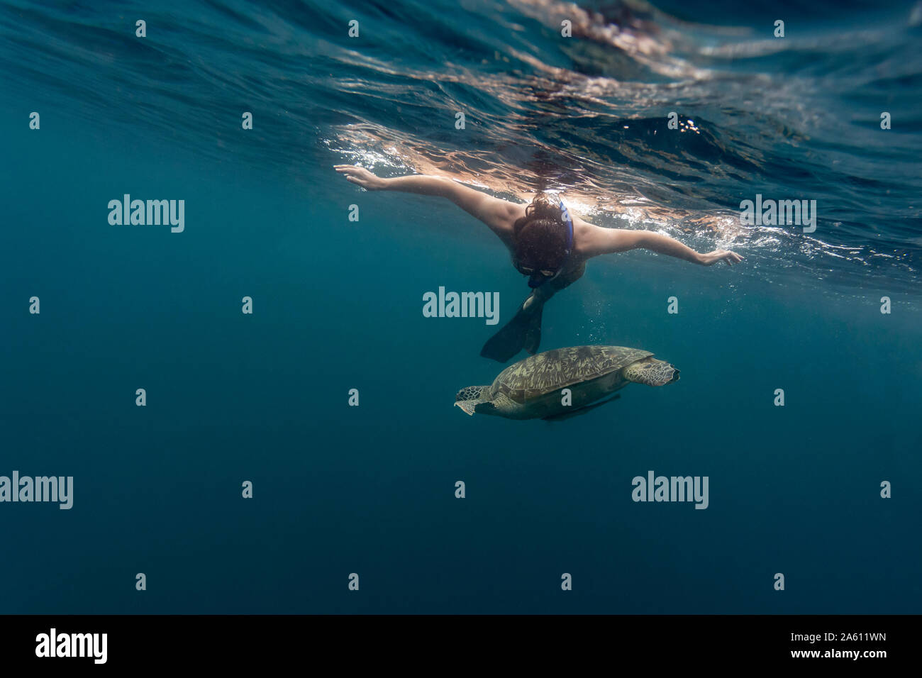 Man diving with turtle hi-res stock photography and images - Alamy