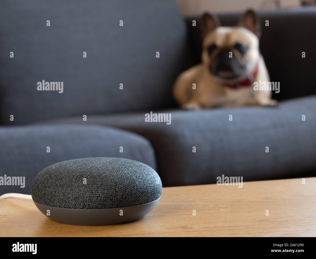 smart home speaker device voice activated with dog in living room ...