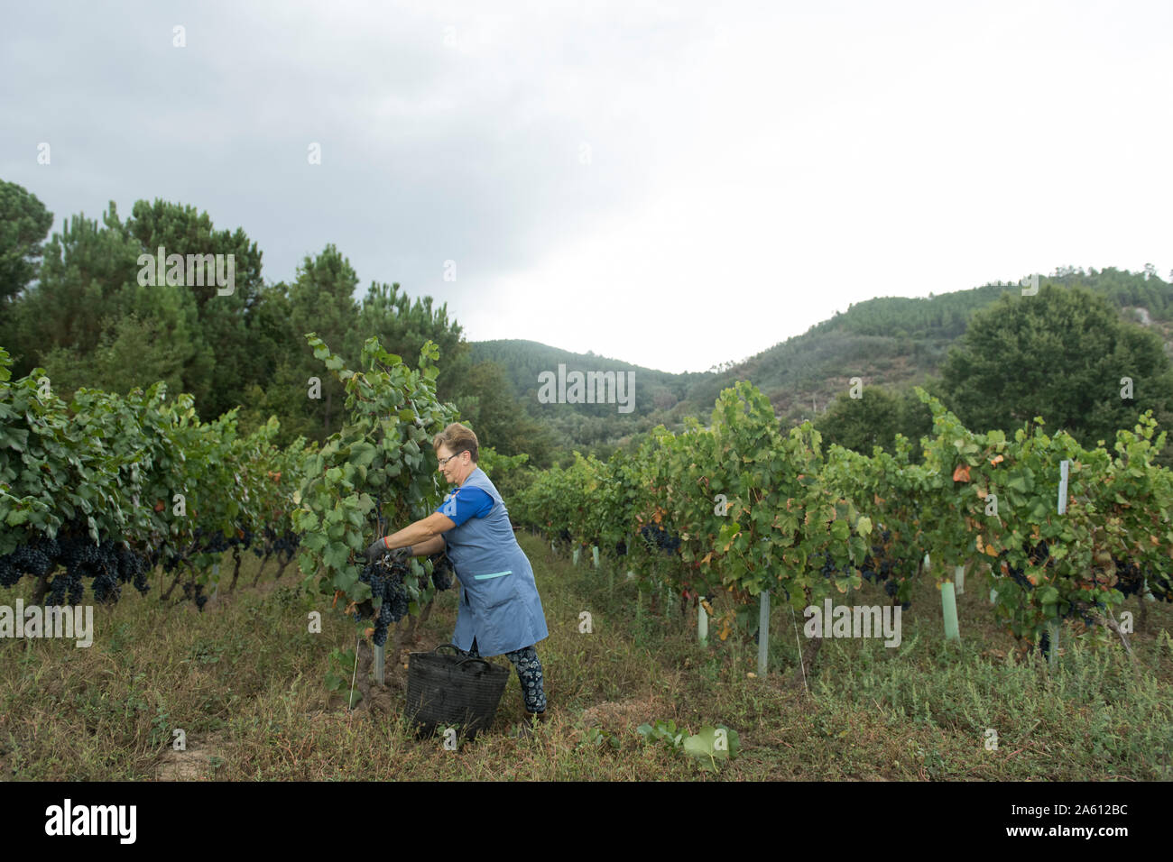 Picking grapes woman hi-res stock photography and images - Alamy