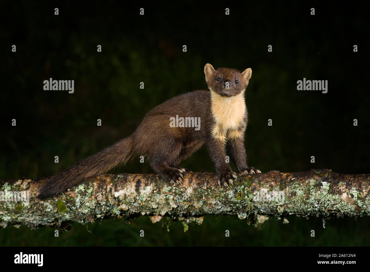 Color night portrait hi-res stock photography and images - Alamy