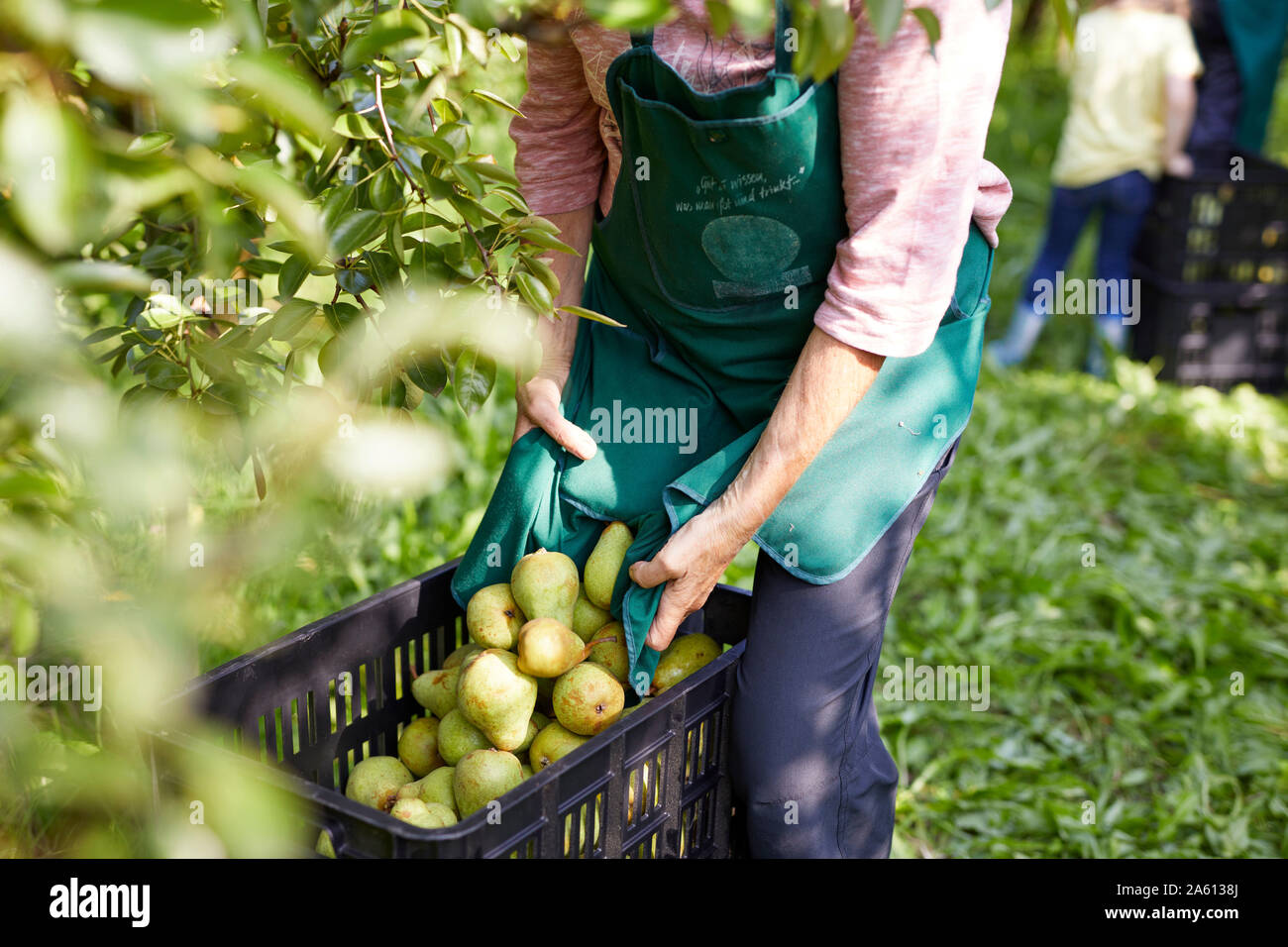 Organic farmers harvesting williams pears Stock Photo - Alamy