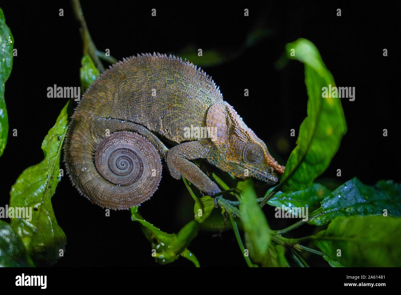 Big nosed chameleon hi-res stock photography and images - Alamy
