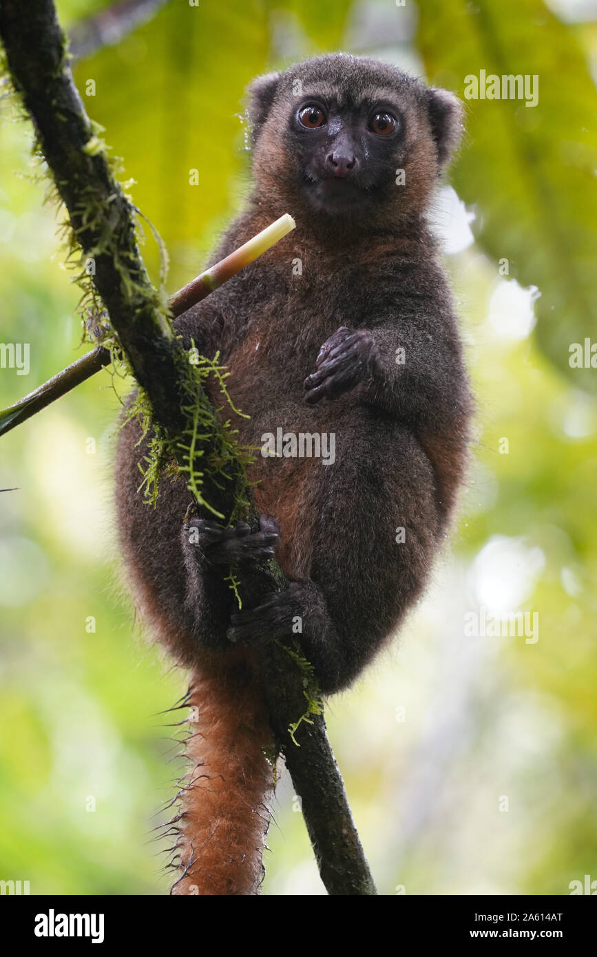 Greater bamboo lemur (Prolemur simus), Parc National de Ranomafana ...