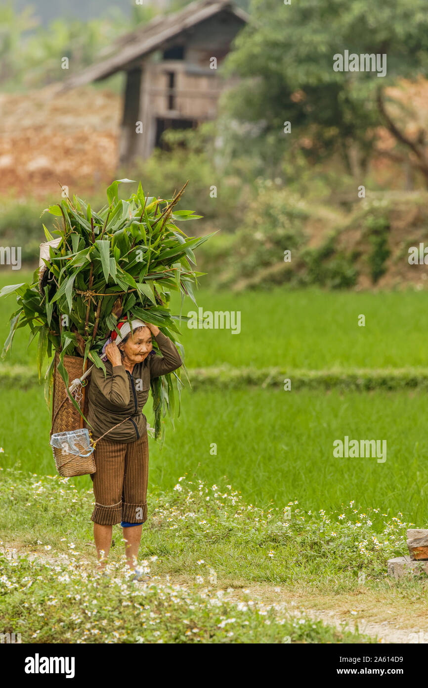 Woman carrying food by rice field hi-res stock photography and images ...