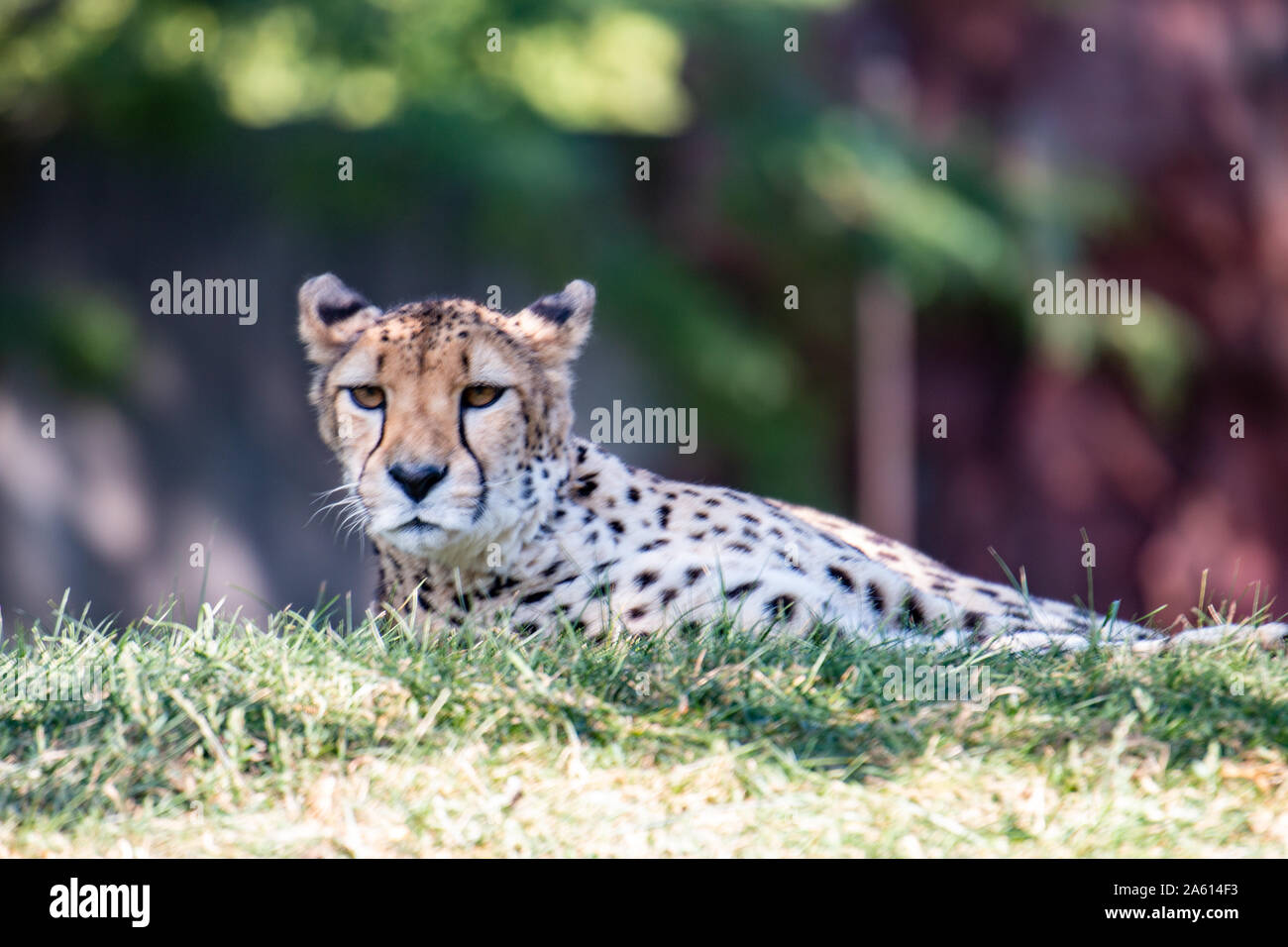Lazy Cheetah laying down on the grass. A lazy Cheetah laying down on ...