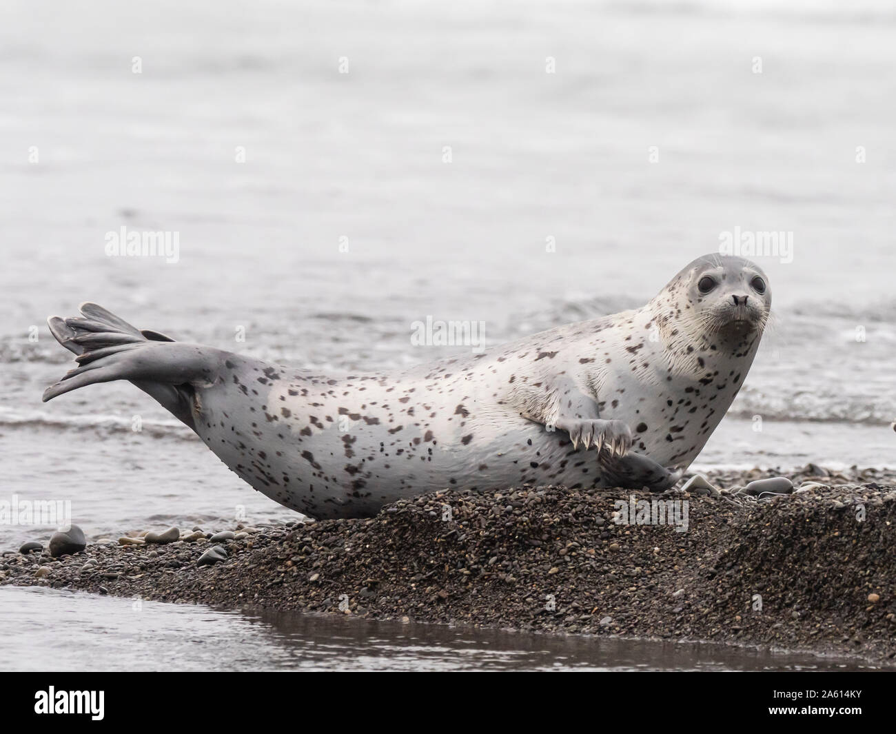 Adult spotted seal (Phoca largha) hauled out on the beach near ...