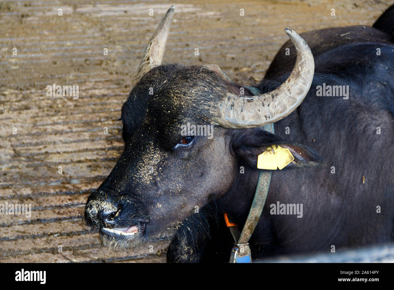 Buffalo Breeding High Resolution Stock Photography and Images - Alamy