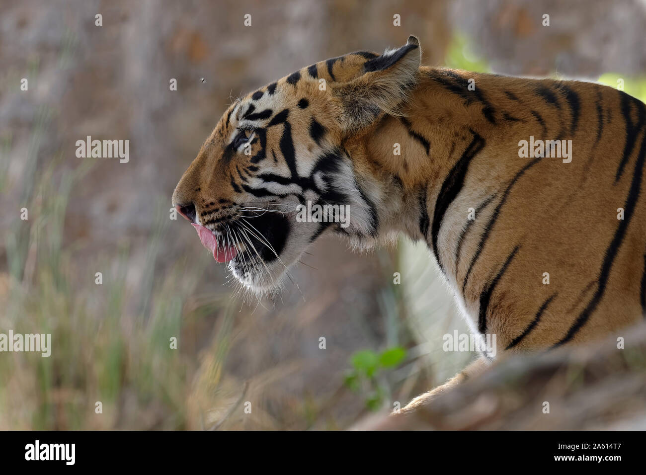Male Bengal tiger (Panthera tigris tigris), Portrait, Tadoba Andhari ...