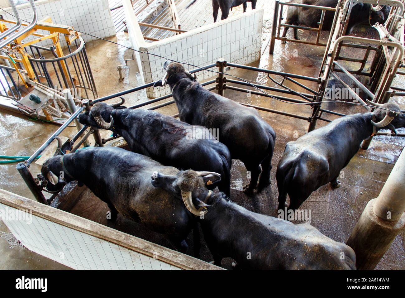Buffalo breeding hi-res stock photography and images - Alamy