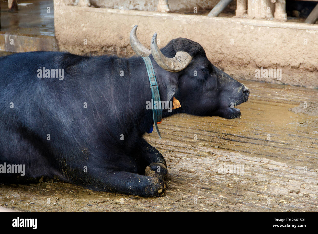 Buffalo breeding hi-res stock photography and images - Alamy