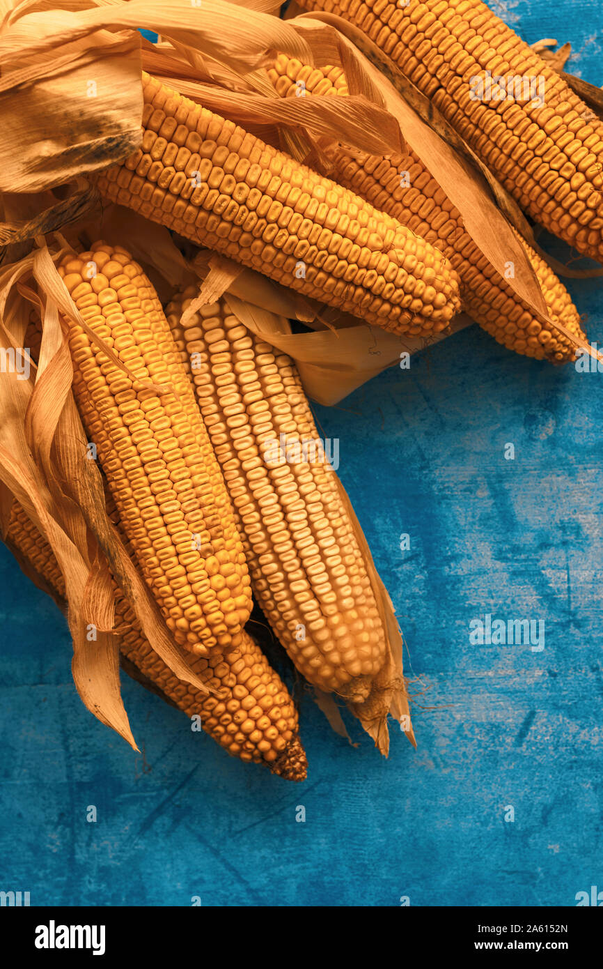 Harvested corn on the cob on grunge blue background as copy space Stock ...