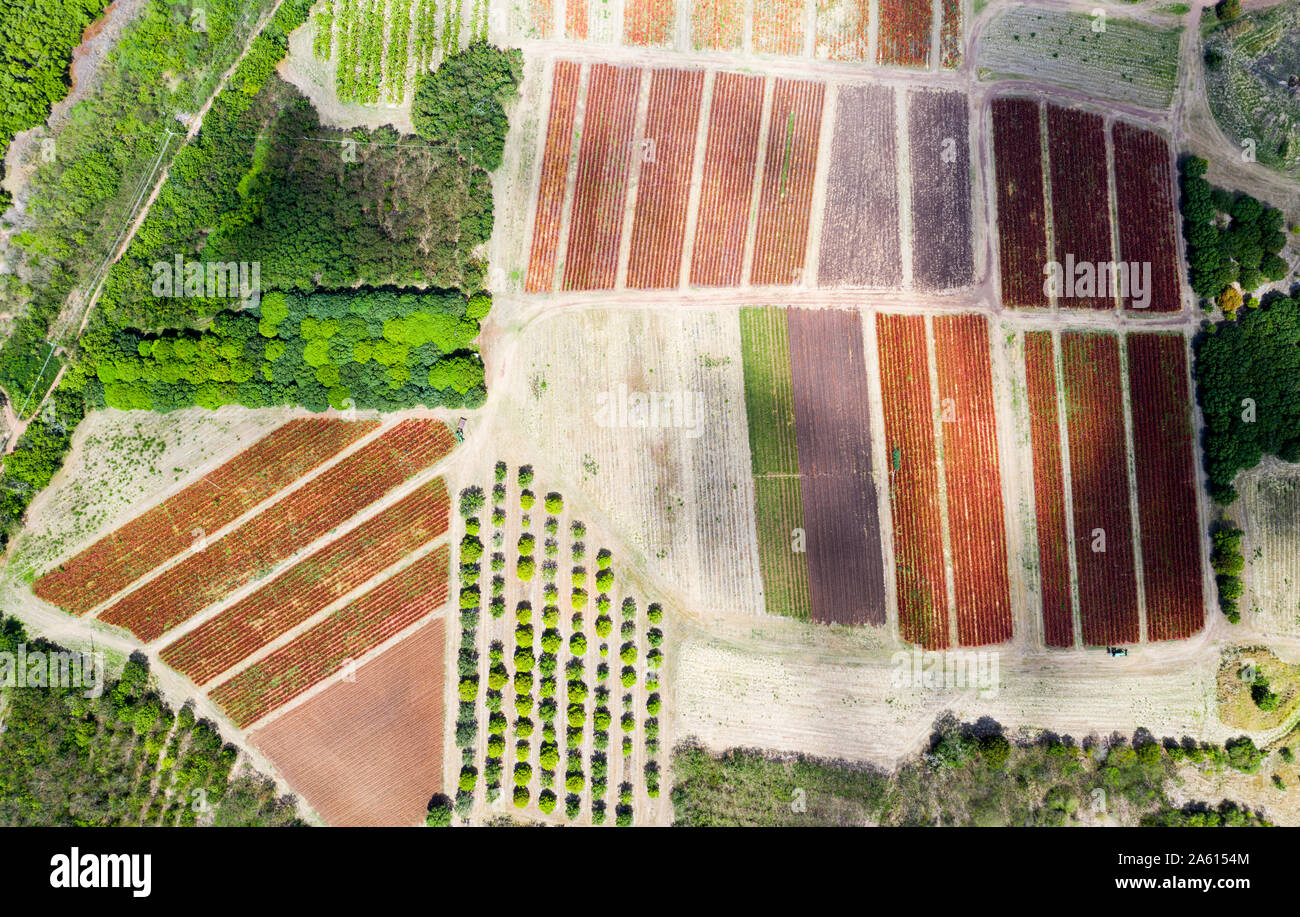 Cultivated fields and fig tree forest from above by drone, Pinefield ...