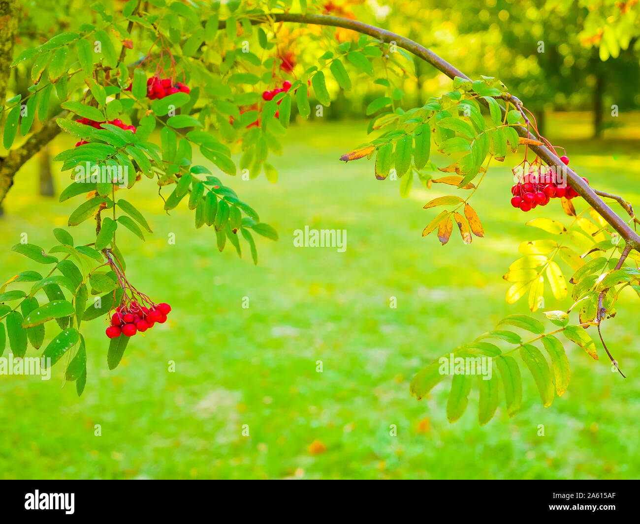 Vibrant cluster of orange hi-res stock photography and images - Alamy
