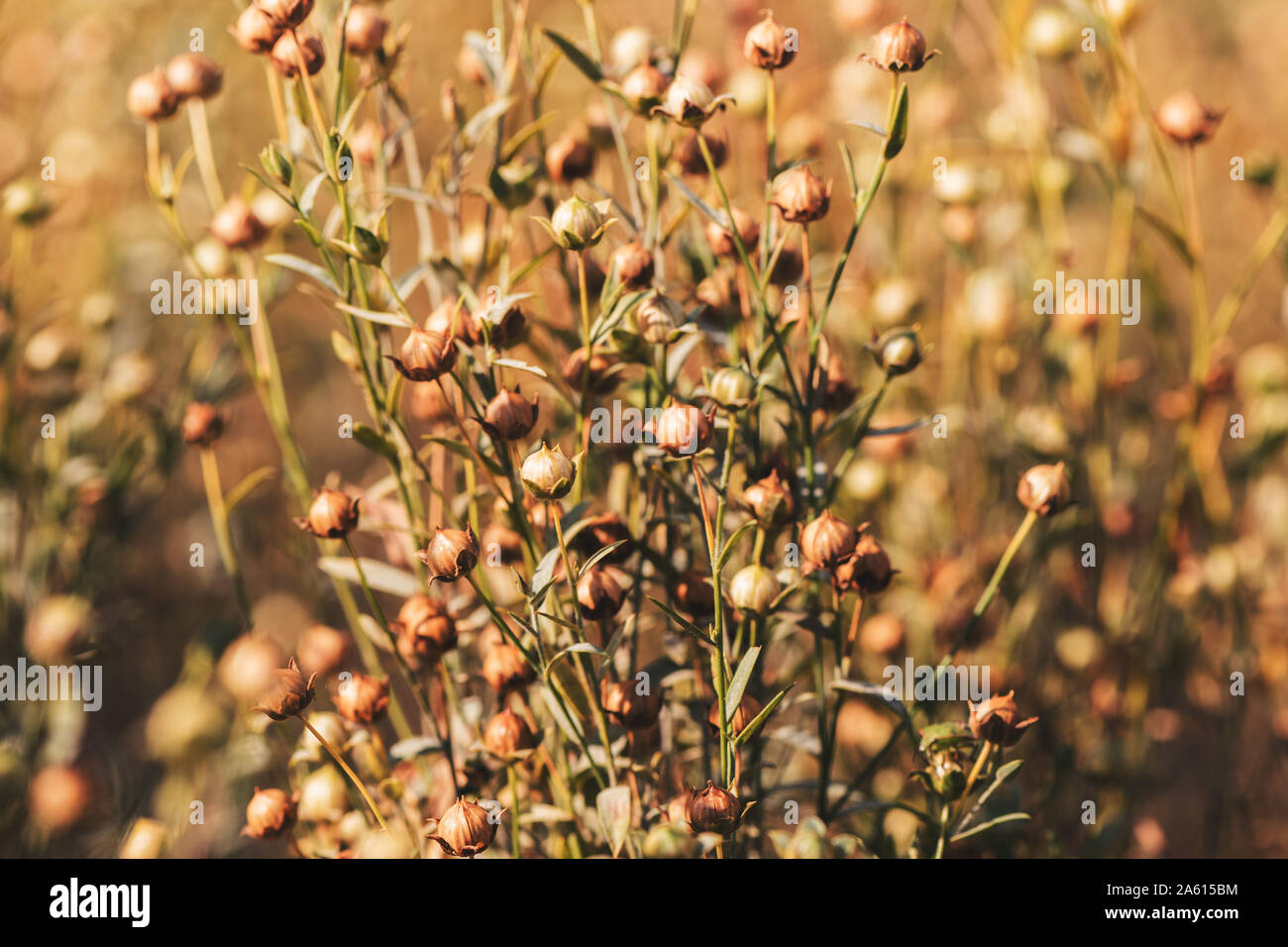 Linseed field hi-res stock photography and images - Alamy