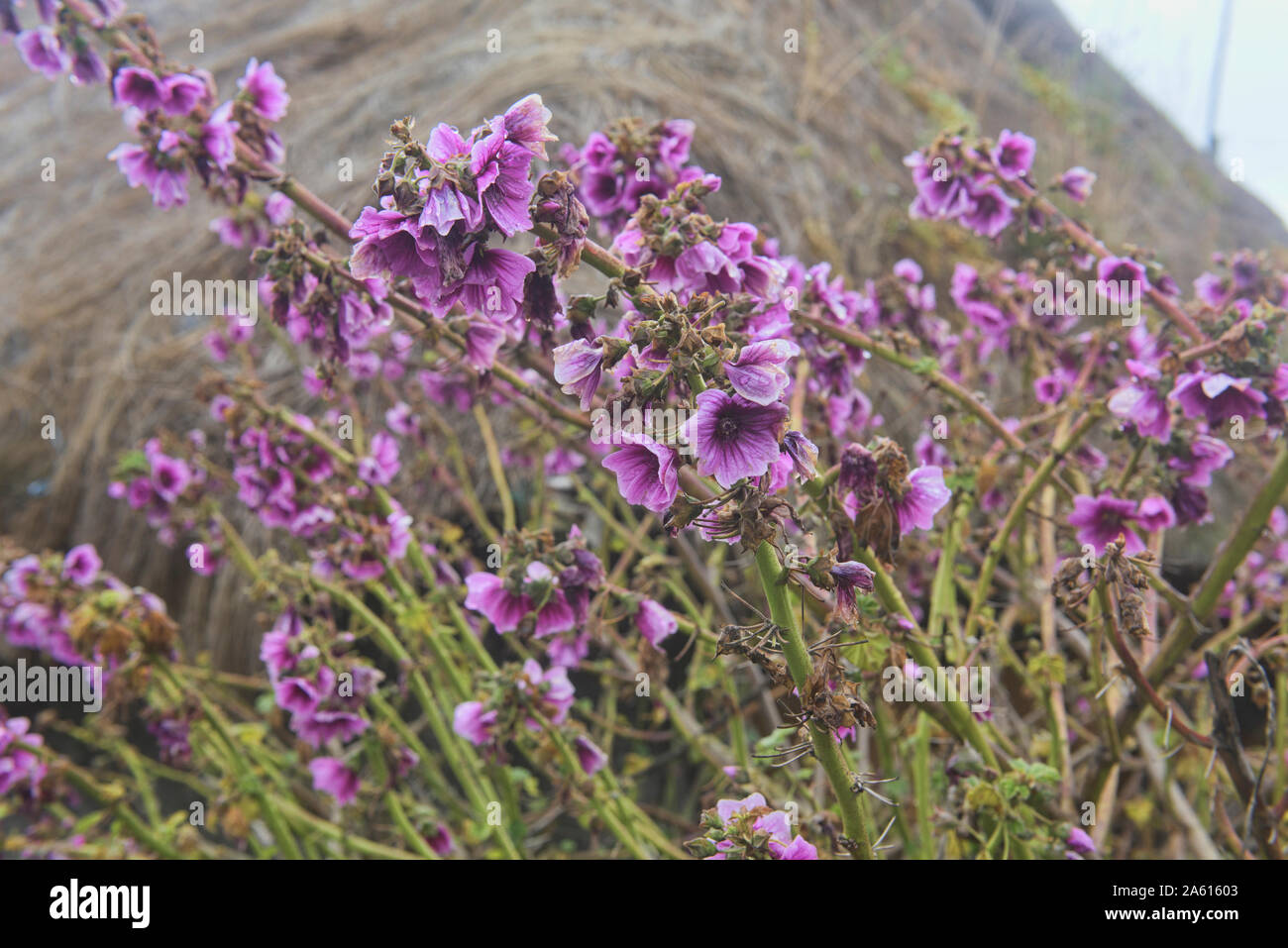 Holyoke High Resolution Stock Photography and Images - Alamy