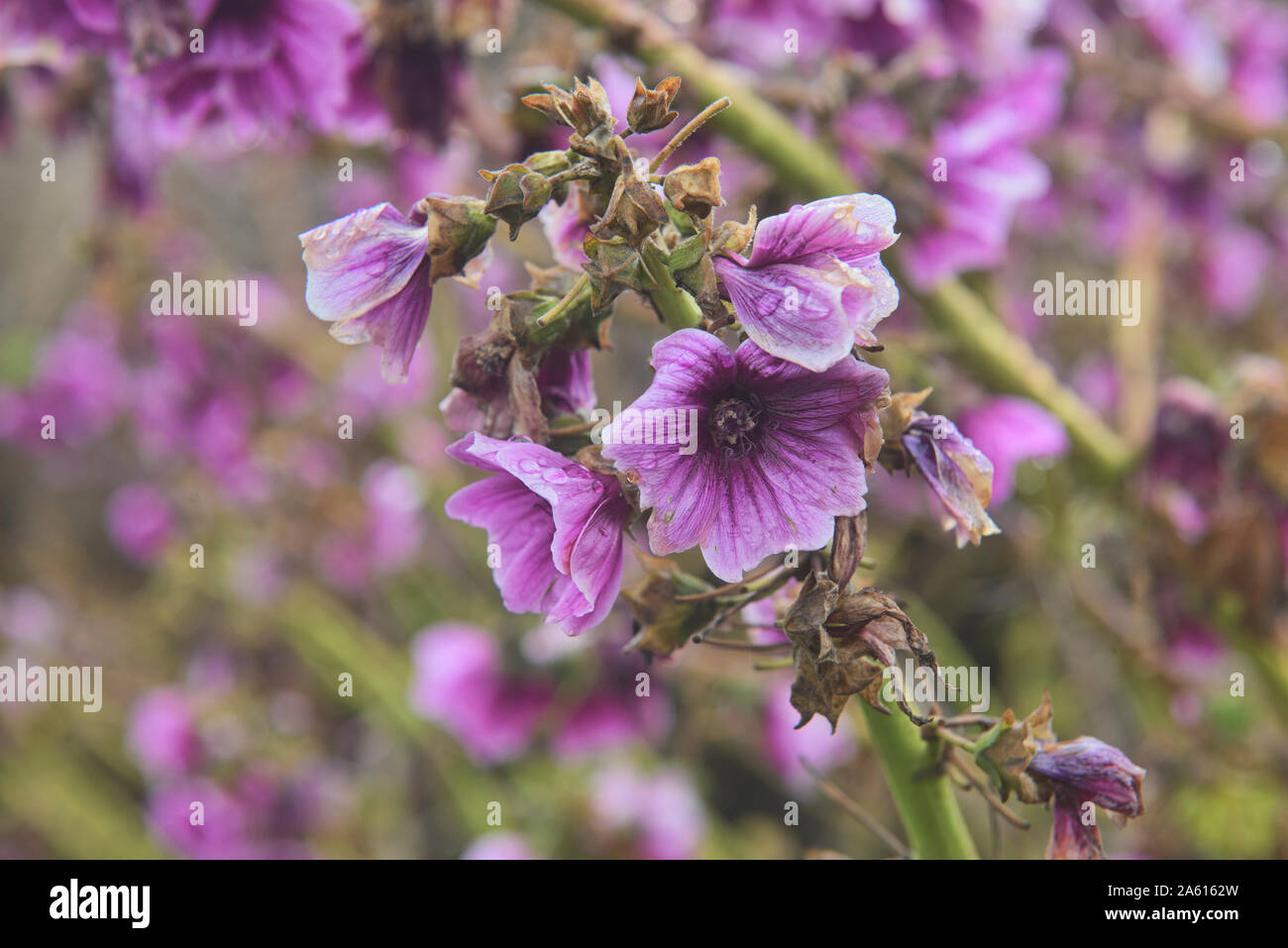 Holyoke High Resolution Stock Photography and Images - Alamy