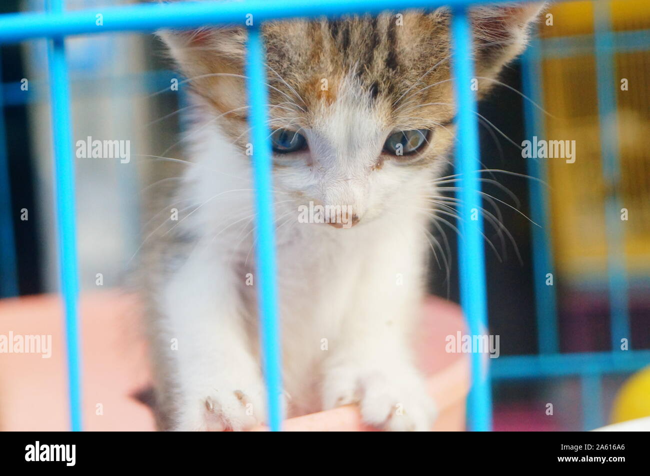 Cat facial expression is rich, lovely interest is lovely Stock Photo ...