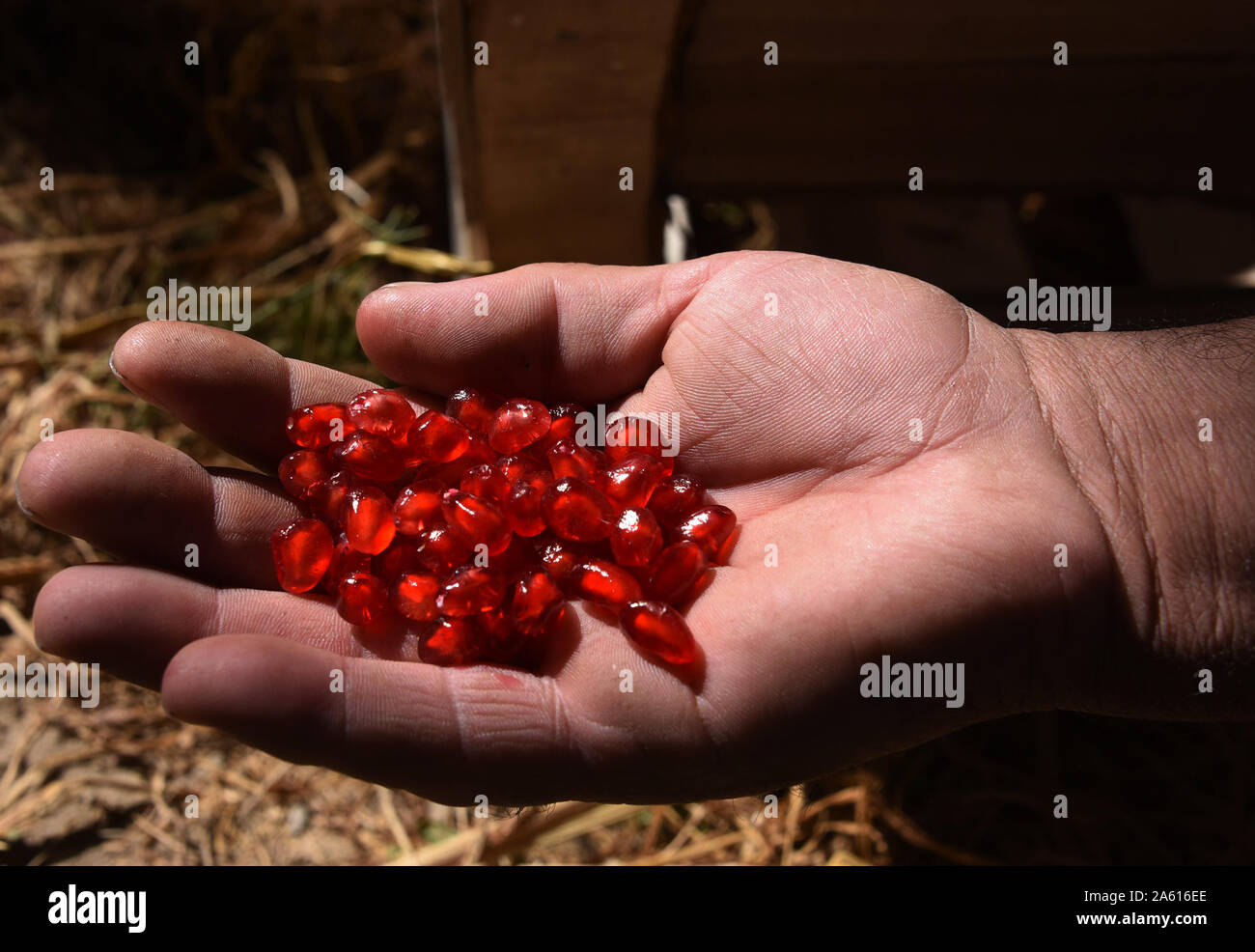 Kandahar, Afghanistan. 21st Oct, 2019. An Afghan farmer shows seeds of ...