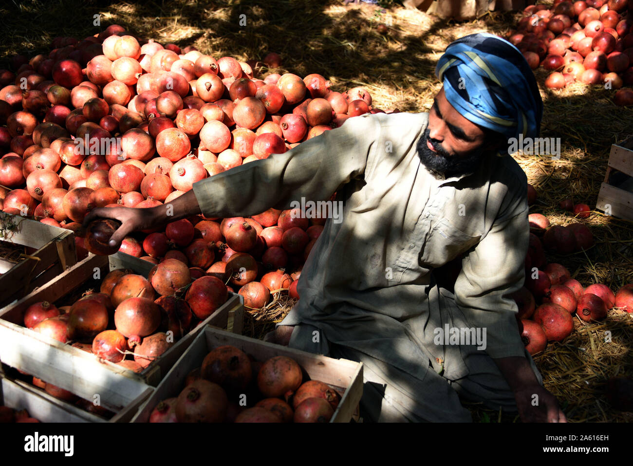 Kandahar, Afghanistan. 21st Oct, 2019. An Afghan farmer packages ...