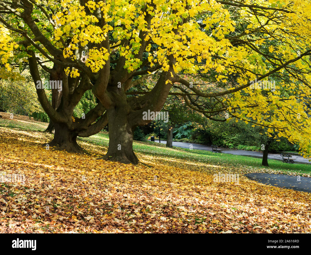 Lime trees england hi-res stock photography and images - Alamy