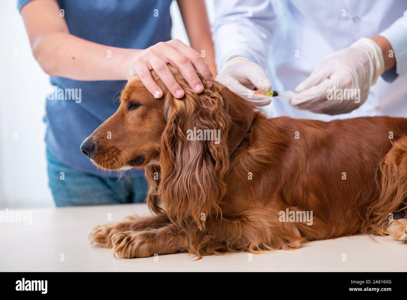The vet doctor examining golden retriever dog in clinic Stock Photo - Alamy