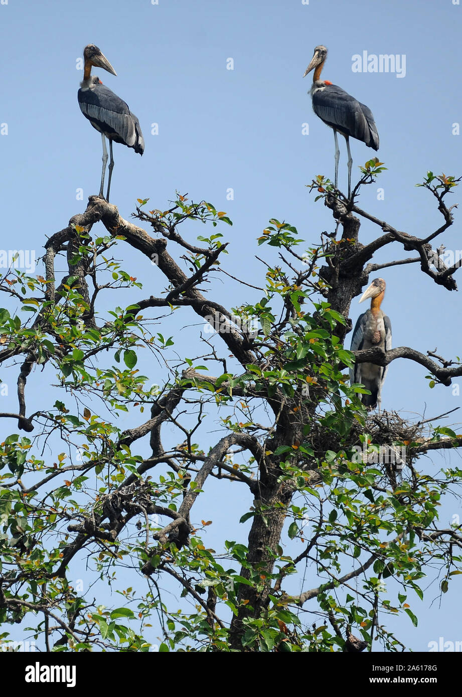 Greater adjutant stork bird hi-res stock photography and images - Alamy