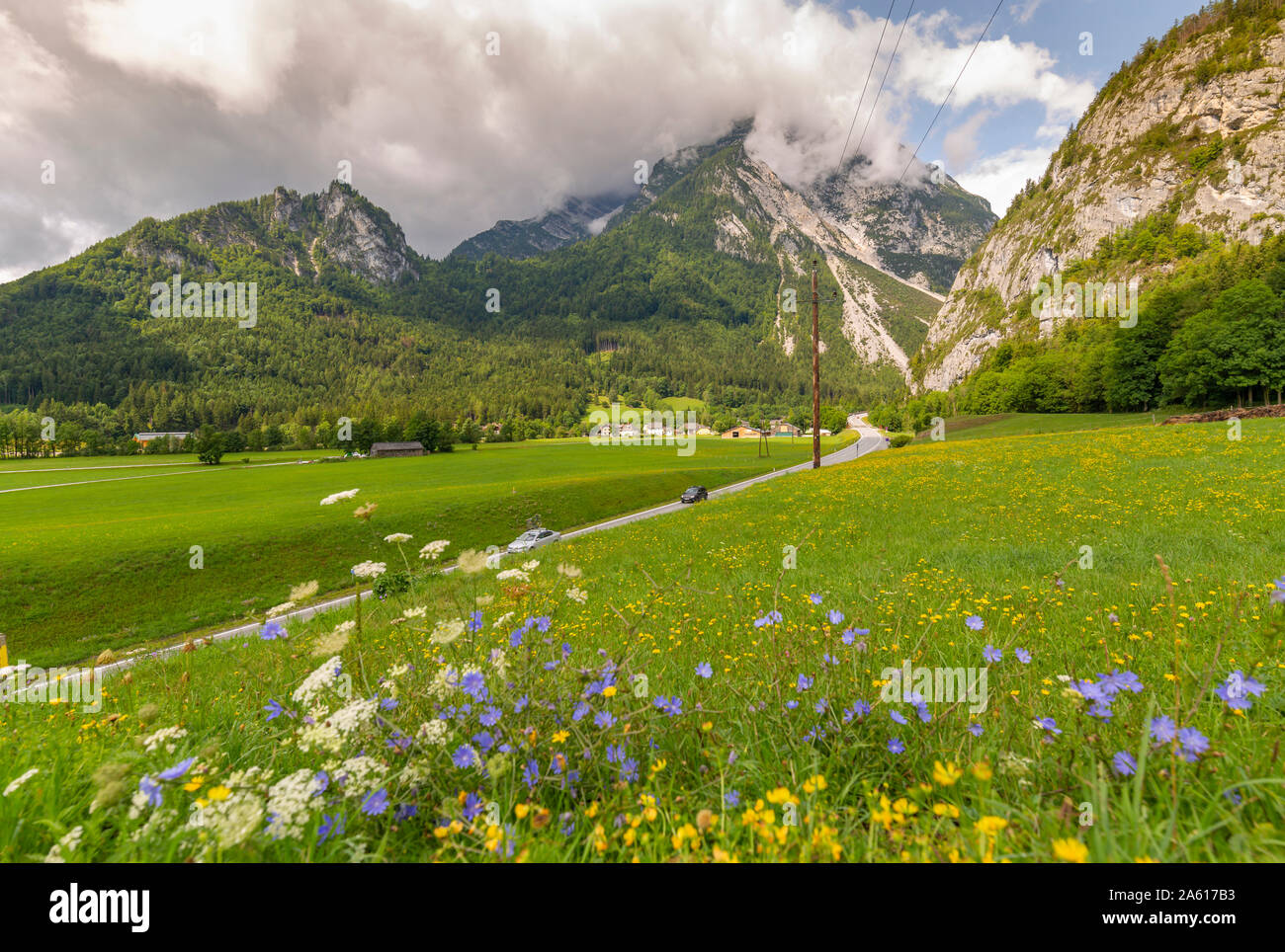 Austria tyrol meadow mountains flowers hi-res stock photography and ...