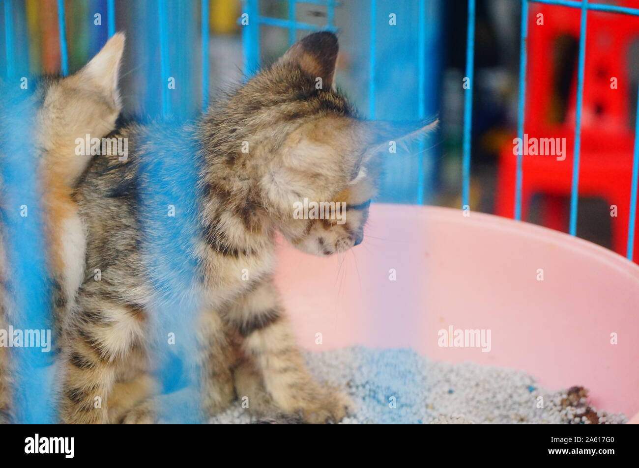 Cat facial expression is rich, lovely interest is lovely Stock Photo ...