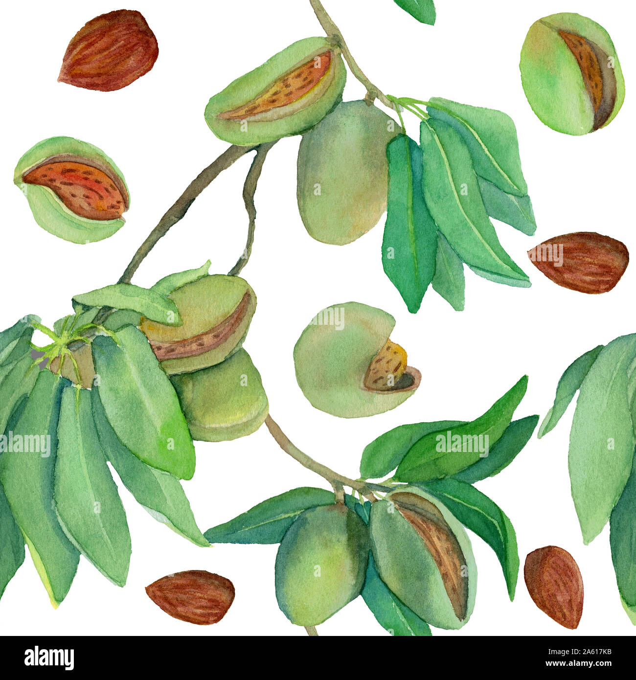 Watercolor almond branches pattern on white background. Hand drawn ...