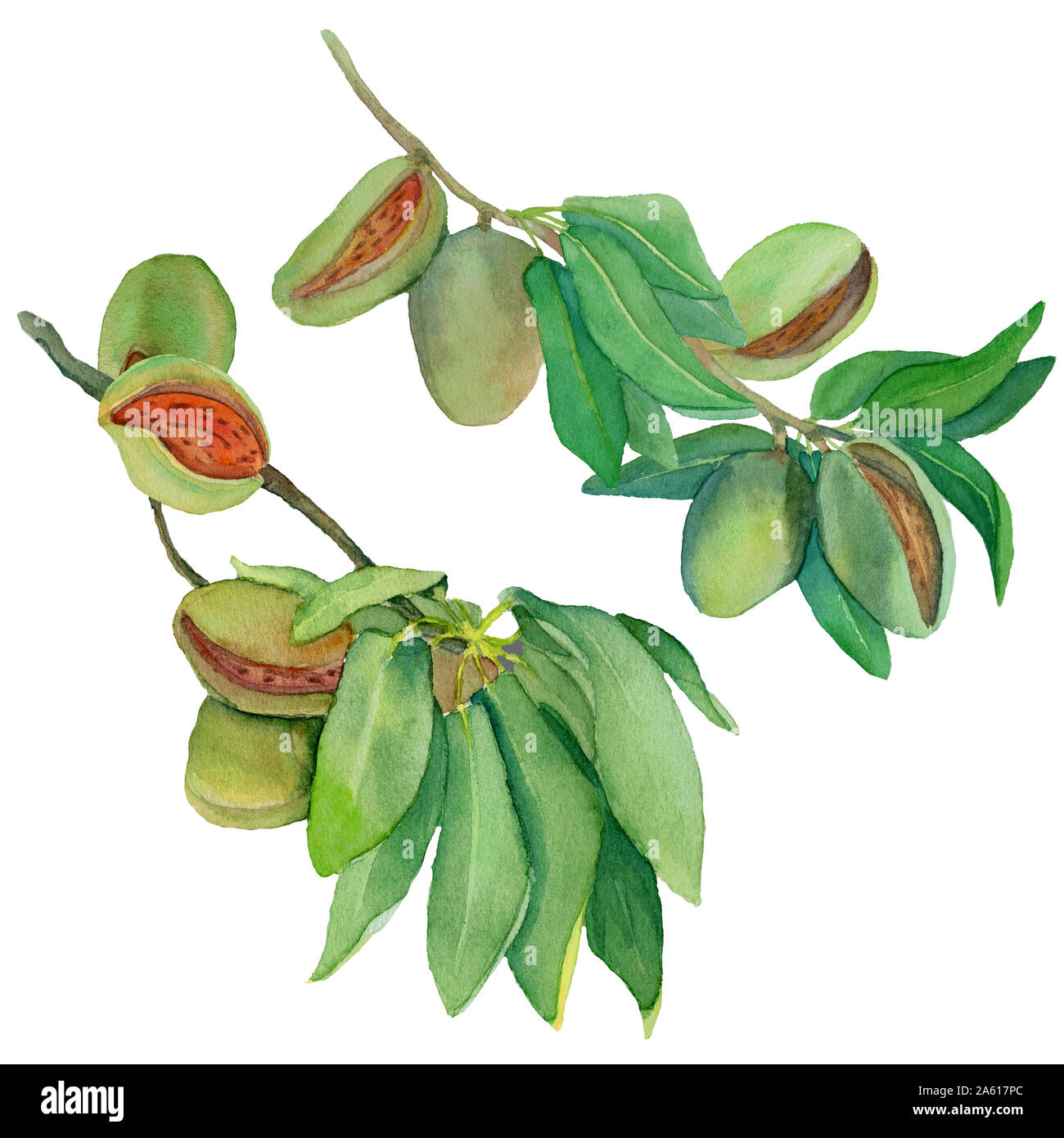 Almond Tree Illustration