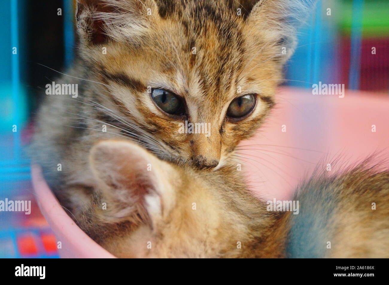 Cat facial expression is rich, lovely interest is lovely Stock Photo ...