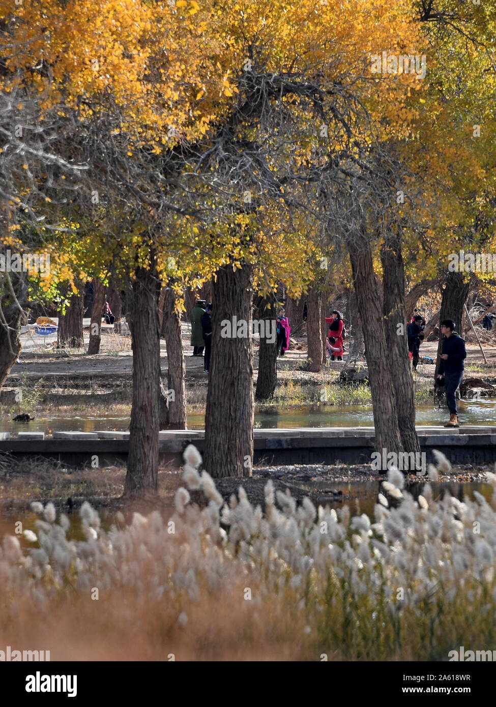 Alxa, China's Inner Mongolia Autonomous Region. 22nd Oct, 2019 ...