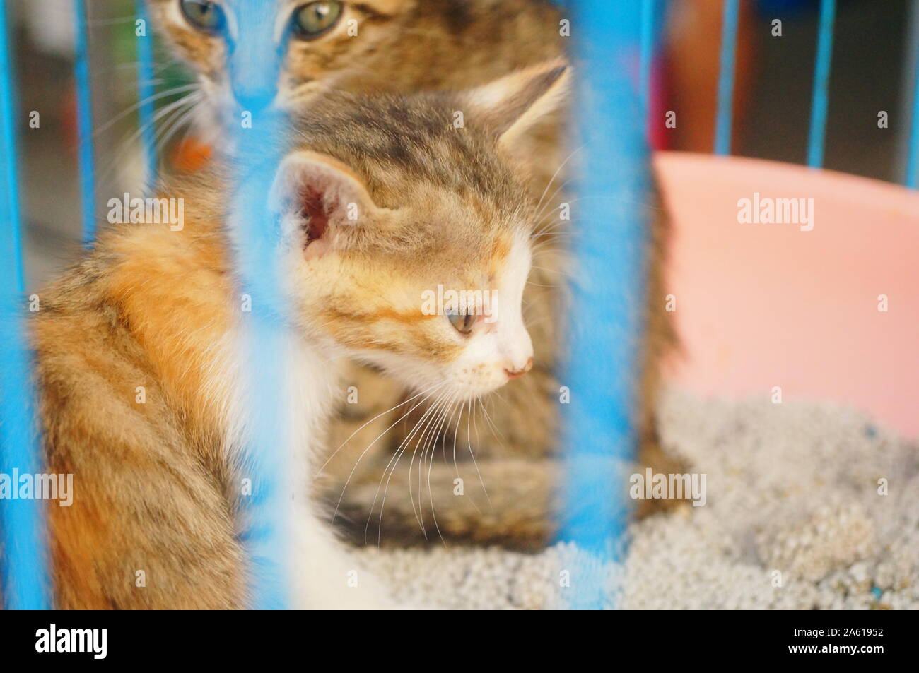 Cat facial expression hi-res stock photography and images - Alamy