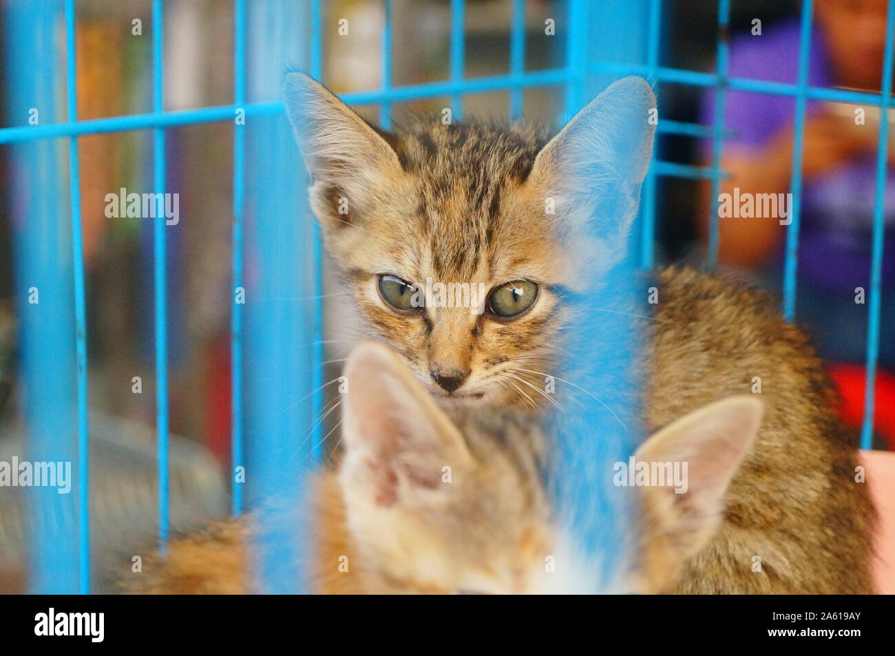 Cat facial expression is rich, lovely interest is lovely Stock Photo ...