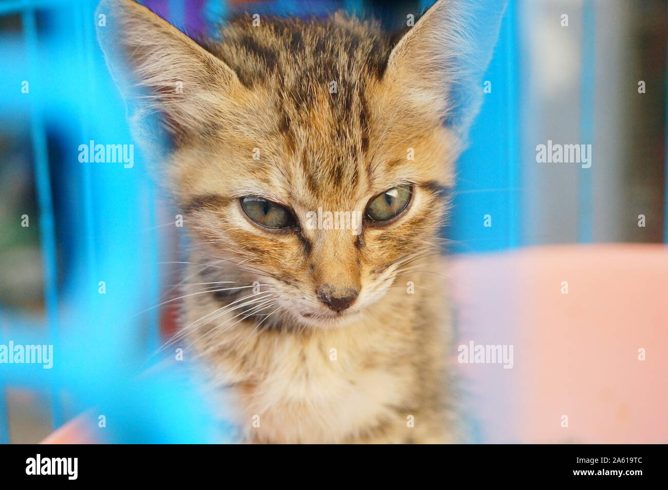 Cat facial expression is rich, lovely interest is lovely Stock Photo ...