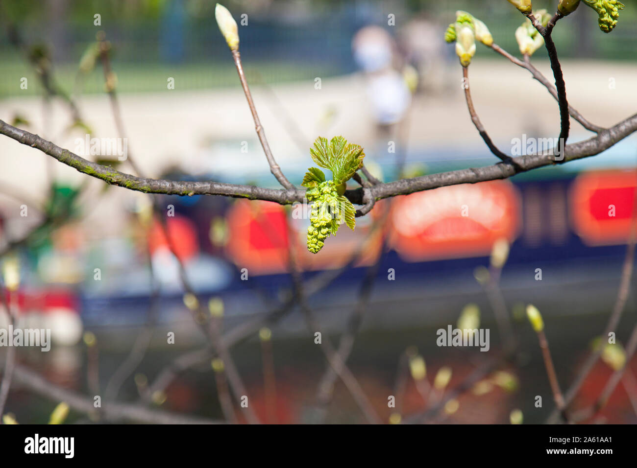 Emerging flower panicle and leaf buds of an urban Sycamore (Acer ...