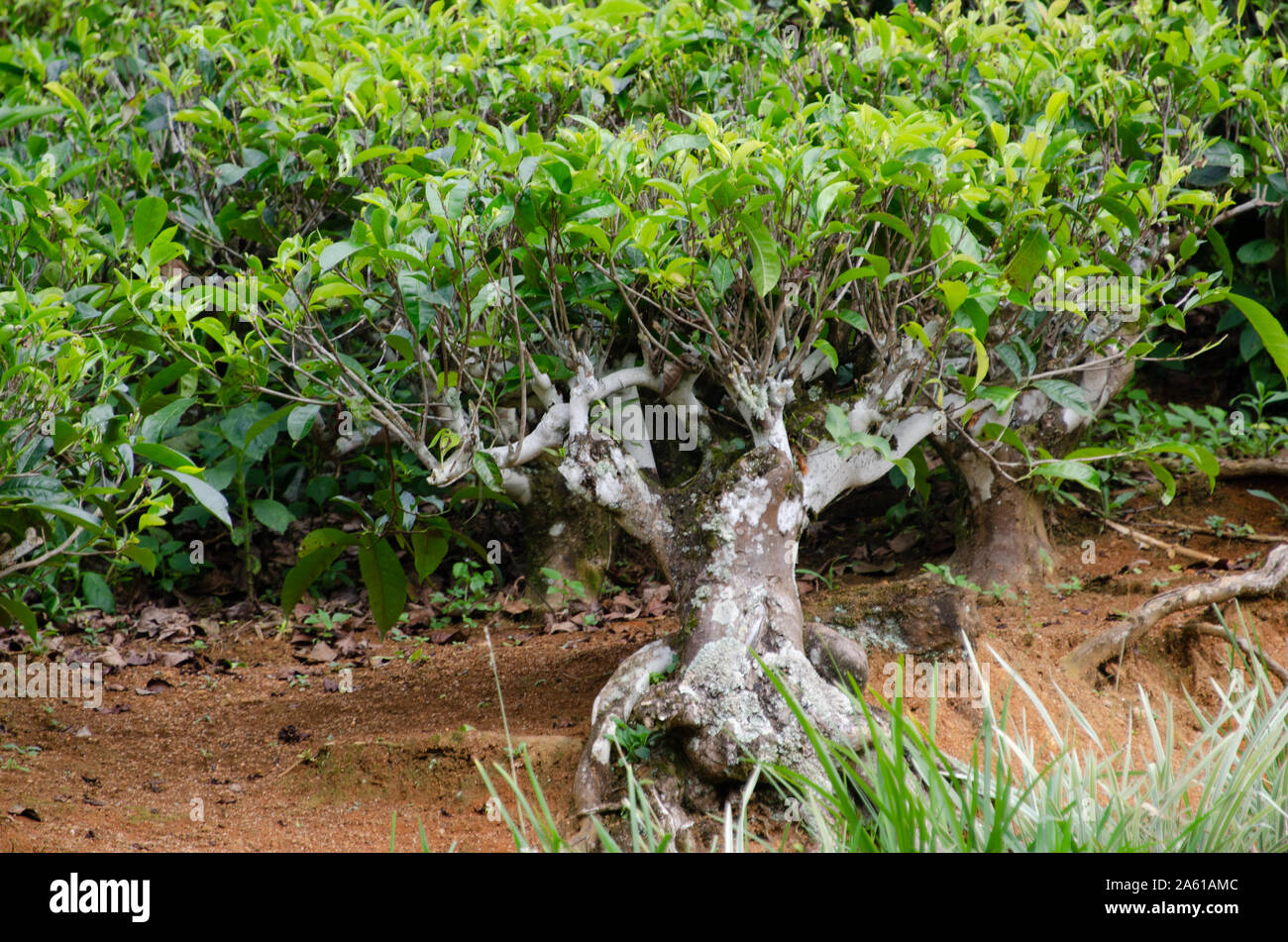 tea crop Sri Lanka Stock Photo - Alamy