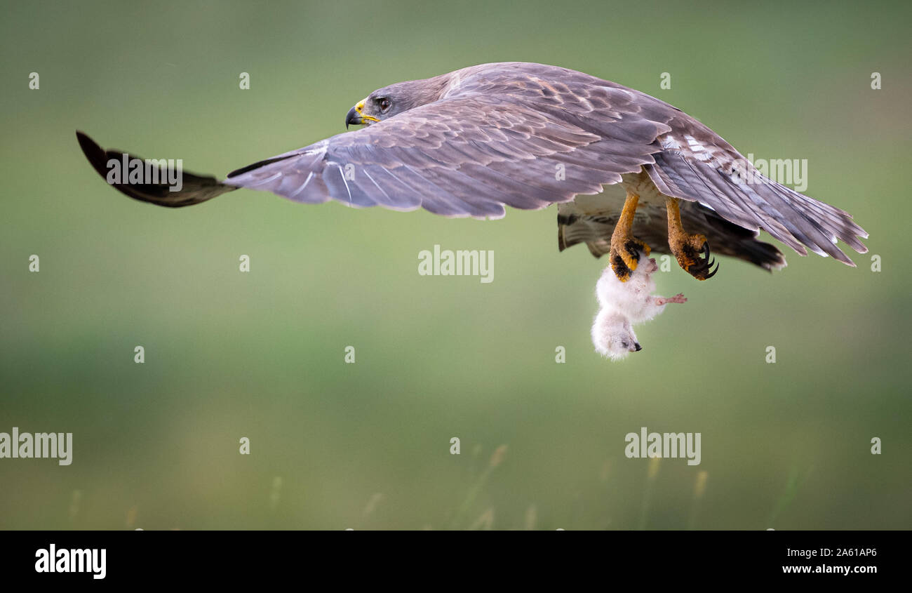 Grasslands national park saskatchewan hi-res stock photography and ...